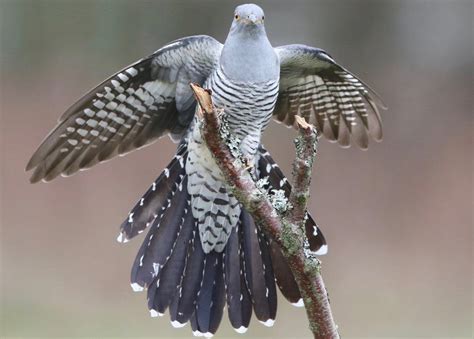 Cuckoo Bird