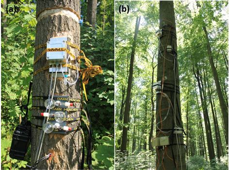 Stem Respiration Estimates