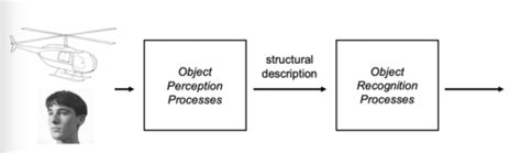 Face Recognition And Prosopagnosia Object Flashcards Quizlet