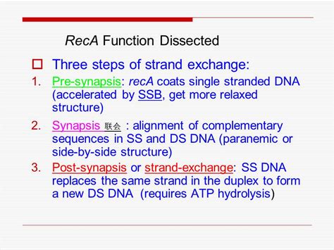 Chapter 11 Dna Recombination And Transposon Ppt Video Online Download