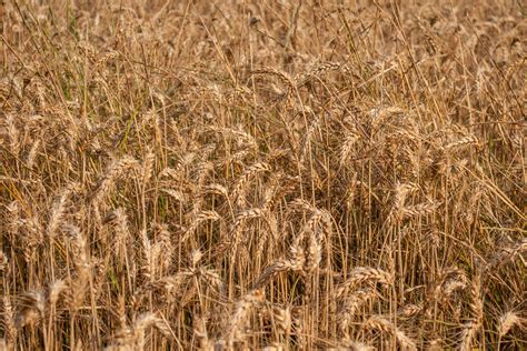 Wheat Agriculture