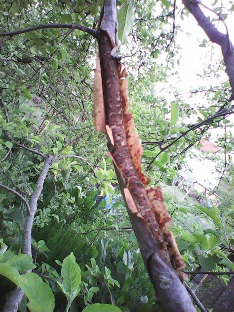 Problem With Pealing Bark Apple Tree General Fruit Growing Growing Fruit