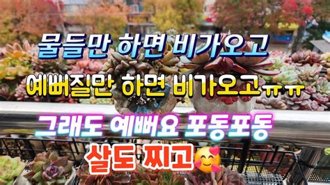 물들만 하면 비가오고 예뻐질만 하면 또 비가오고ㅠㅠ 그래도 예뻐요 살도 찌고🥰 걸이대다육 베란다다육 단풍드는 다육 다육이