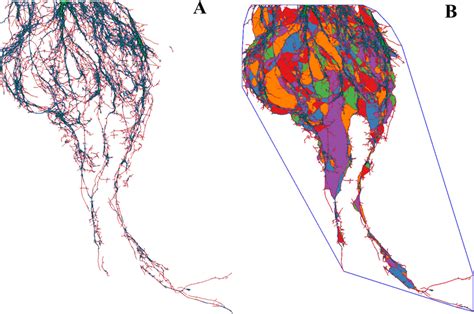 Example Of A Representative Segmented Wheat Root Crown Image Taken By