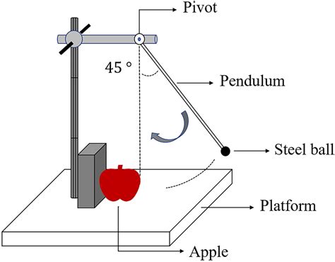 Schematic Diagram Of The Device For Manufacturing Apple Bruises Download Scientific Diagram