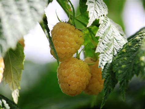 Raspberry Anne For Sale In Boulder Colorado