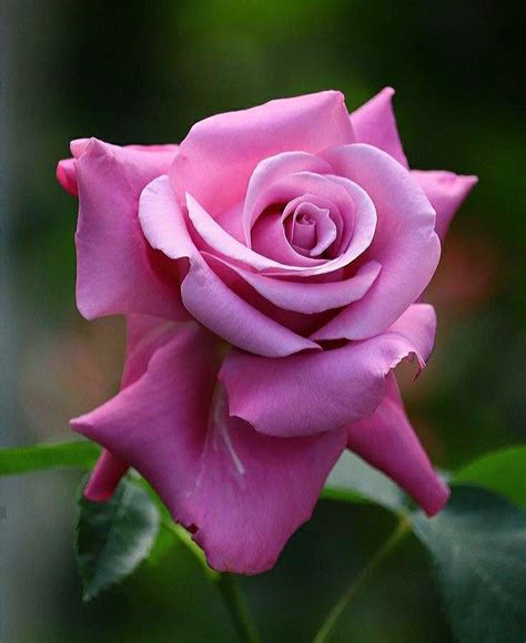 Beautiful Pink Rose With Green Leaves