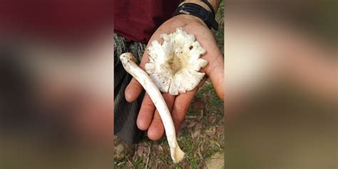 Dvb ပူတာအိုတွင် အဆိပ်ရှိမှိုစားမိသဖြင့် ၇ နှစ်ကလေးငယ်သေဆုံး၊ တပတ်အတွင်း သေဆုံးသူ ၃ ဦး ရှိလာ