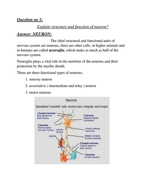 SOLUTION Physiology Structure Function Of Neuron And Action Potential Studypool
