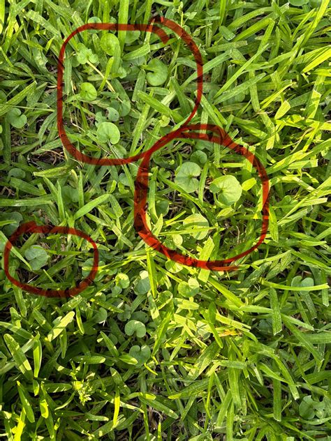 What Is This Leafy Vine Plant Growing In My Grass Rwhatisthisplant