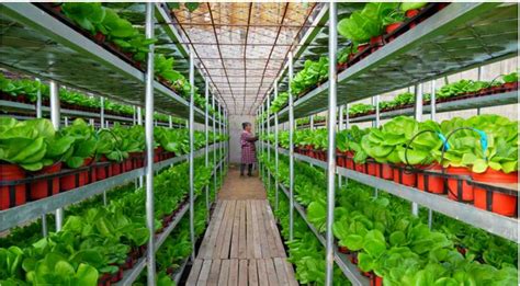 特色果蔬种植促农增收 幻灯片 乡村振兴科技网