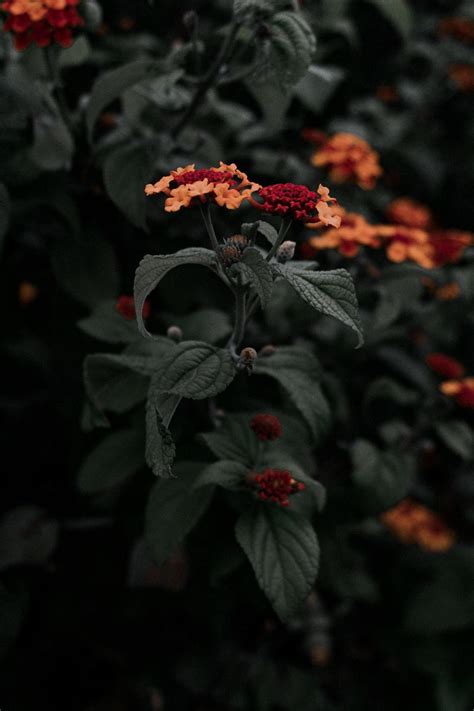 Can You Propagate Lantana Green Packs