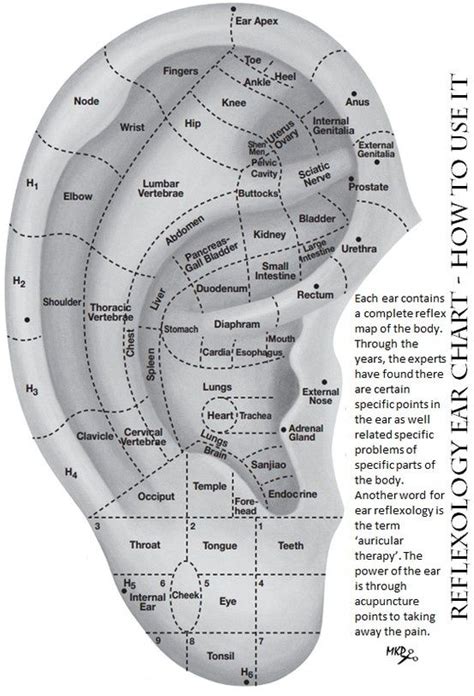Ear Pressure Points Chart Minimalist Chart Design