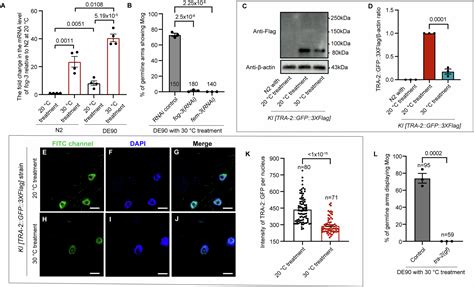 Identification Of Bip As A Temperature Sensor Mediating Temperature Induced Germline Sex