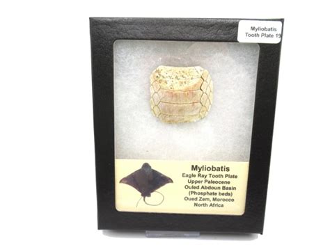 Myliobatis Stingray Tooth Plate 19 Fossils For Sale