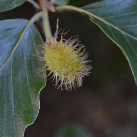 Daniel Welander Spotify