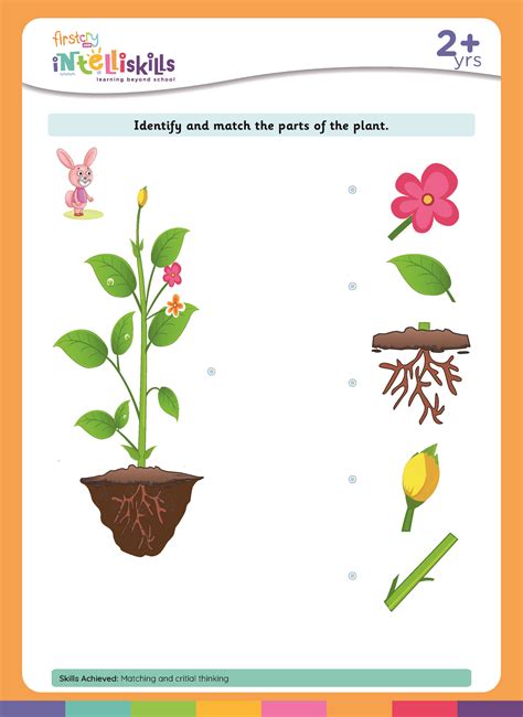 Parts Of Plants Worksheet