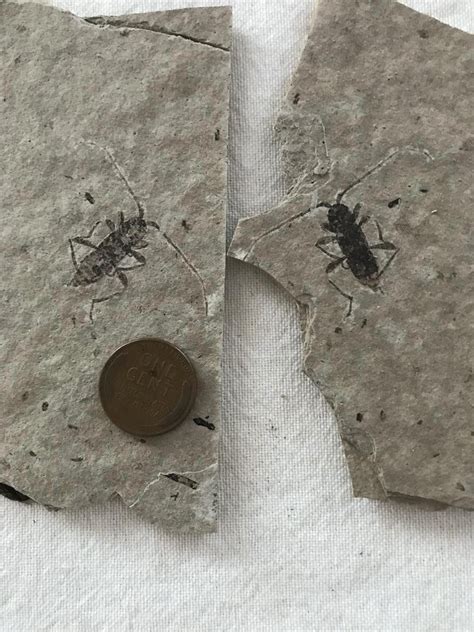 Best Place To Find Fossils Near Colorado Springs Unlimited Hunting