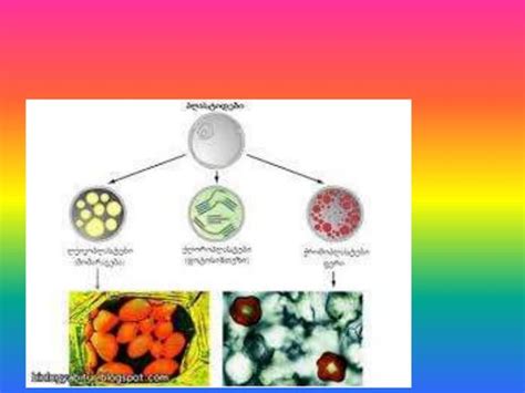 ბაქტერია Ppt