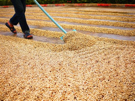 Coffee Processing Dry Using Your Suvie
