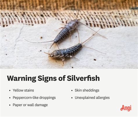 What Causes Silverfish Angi