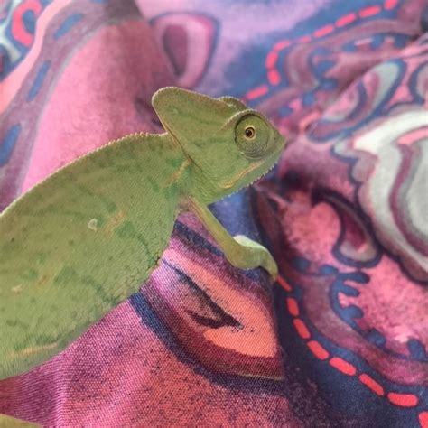 🦄 Pascalthechameleon Pascal The Chameleon Tiktok