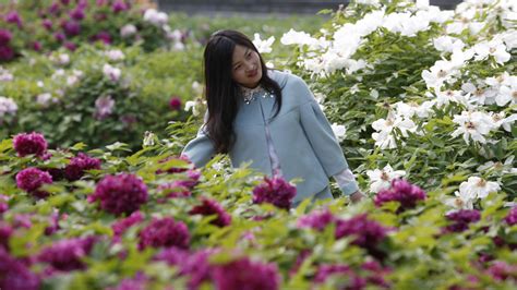 Martha Stewart Explains The Difference Between Tree Peonies And