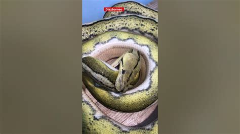 This Crazy Python Trying To Eat His Own Body Python Gila Ini Mencoba