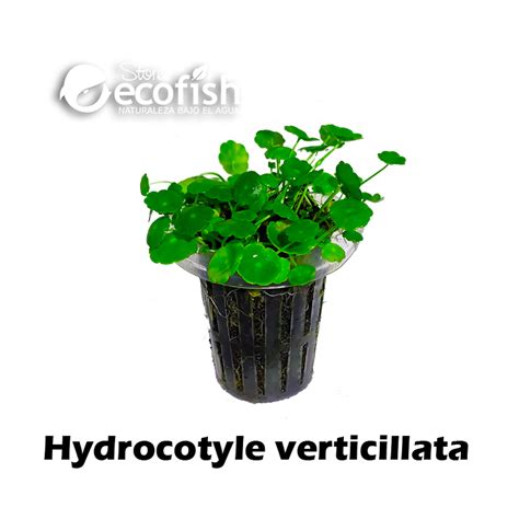 Hydrocotyle Verticillata