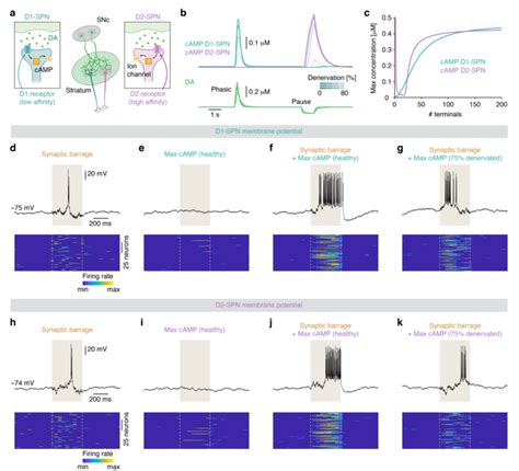 Dopaminergic Denervation Affects Camp Signaling And Excitability Of
