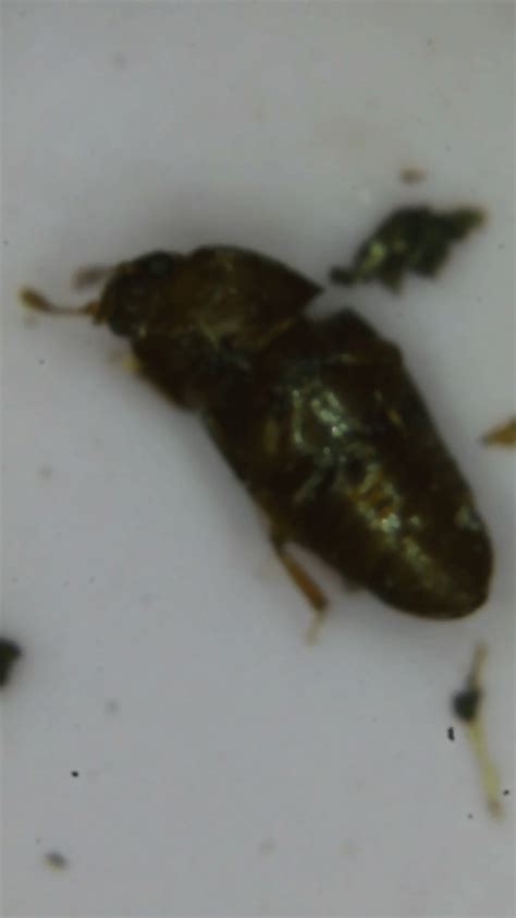 Bug Identification Rgardening