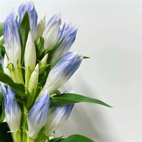 長持ちする切花ランキング｜現役花屋が選ぶ本当に持つ花 ひとりでハナログ