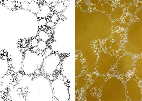 The Fractal Dimension Measured With The Help Of The Box Counting Of The Download Scientific