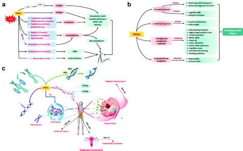 Toxicological Pathways For Polybrominated Diphenyl Ethers Pbdes A