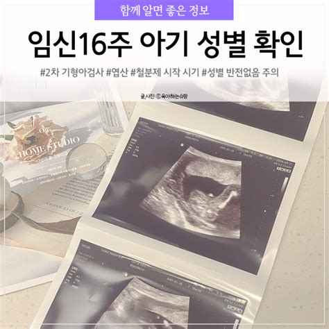 임신16주 초음파 아기 성별 확인시기 기형아검사 결과 엽산 철분제 네이버 블로그