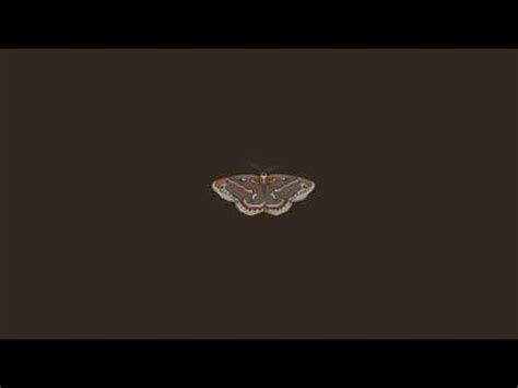 Moth Asmr Is Live The Asmr Index