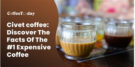 Civet Coffee Discover The Fact Of The 1 Expensive Coffee