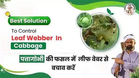 5 Easy Tips To Control Cabbage Leaf Webber Symptoms And Damage