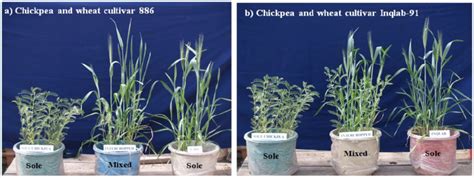 Effect Of Wheat Chickpea Co Cropping On Shoot Growth Of The Component Download Scientific