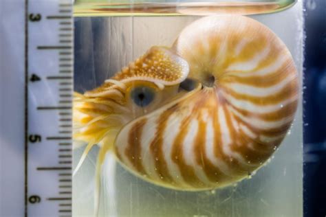 What Do Chambered Nautilus Eat