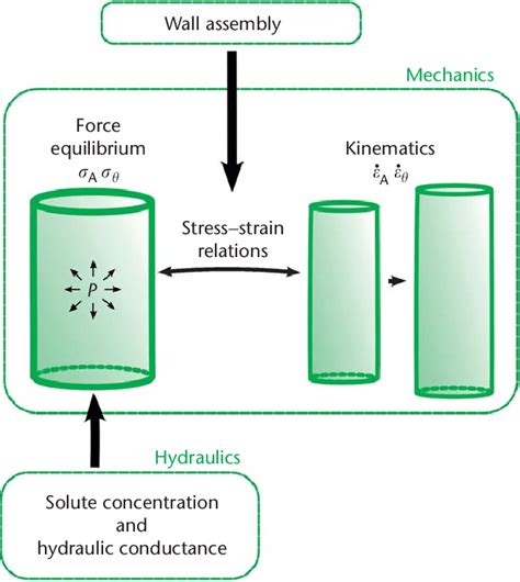 framework for the analysis of the cellular morphogenesis boxes delimit