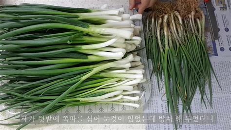 쪽파 싱싱하게 오래 보관법 집에서 쪽파 심어 키우기 Youtube