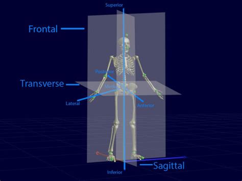 Global Coordinates And Anatomical Planes Bio Kinetics Research And Development