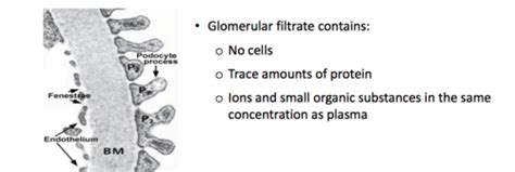 Glomerular Filtration Flashcards Quizlet