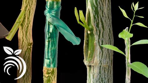 5 Artificial Vegetative Propagation Methods Unraveled Knowledge Base