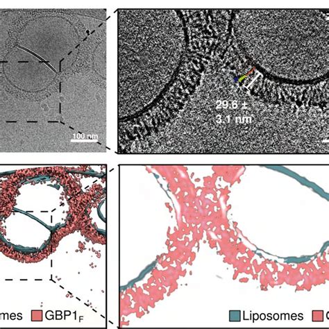 Electron Cryo Tomography Of Gbp1 Coatomers A Electron Cryo Tomogram