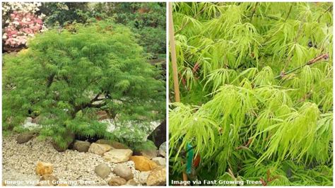 16 Different Types Of Japanese Maple Trees And Identifying Features