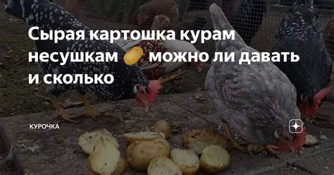 Сырая картошка курам несушкам 🥔 можно ли давать и сколько | Курочка | Дзен