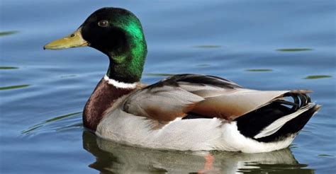 تفسير حلم البط وشراء البط وأكله في المنام Duck Pictures Animal