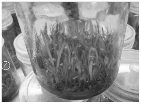 Bletilla Striata Tissue Culture Medium And Its Preparing Method Eureka Patsnap